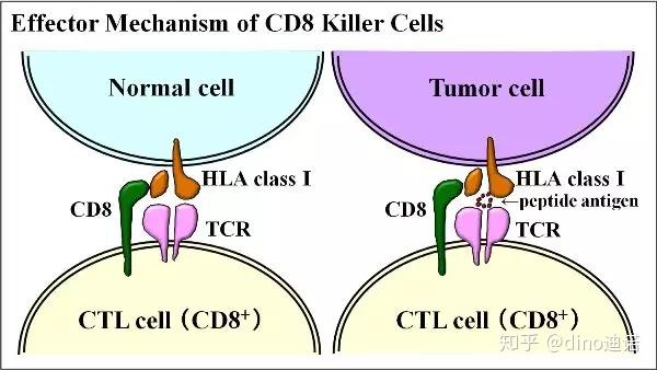 2019 ASCO | CAR-T, TCR-T, CTL, TIL和DC细胞治疗最新进展 - 知乎