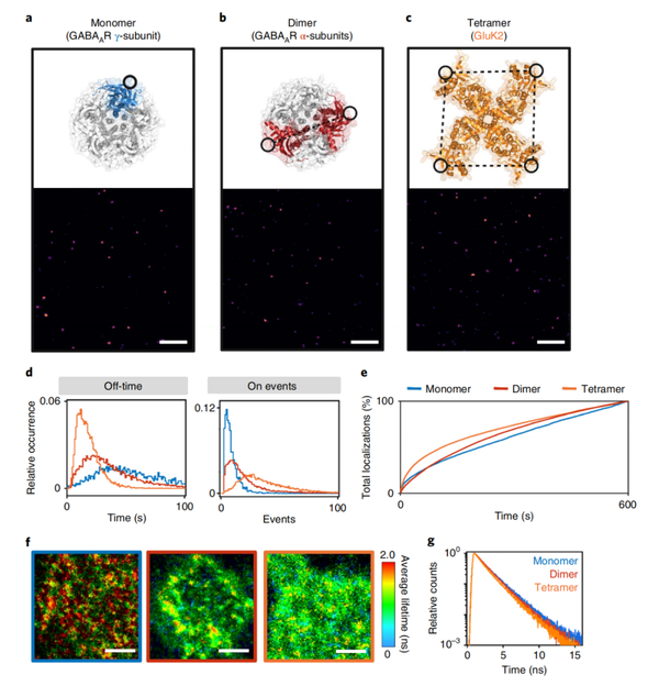Nature Methods | 破解10nm以下光学成像难题，深入细胞亚结构 - 知乎