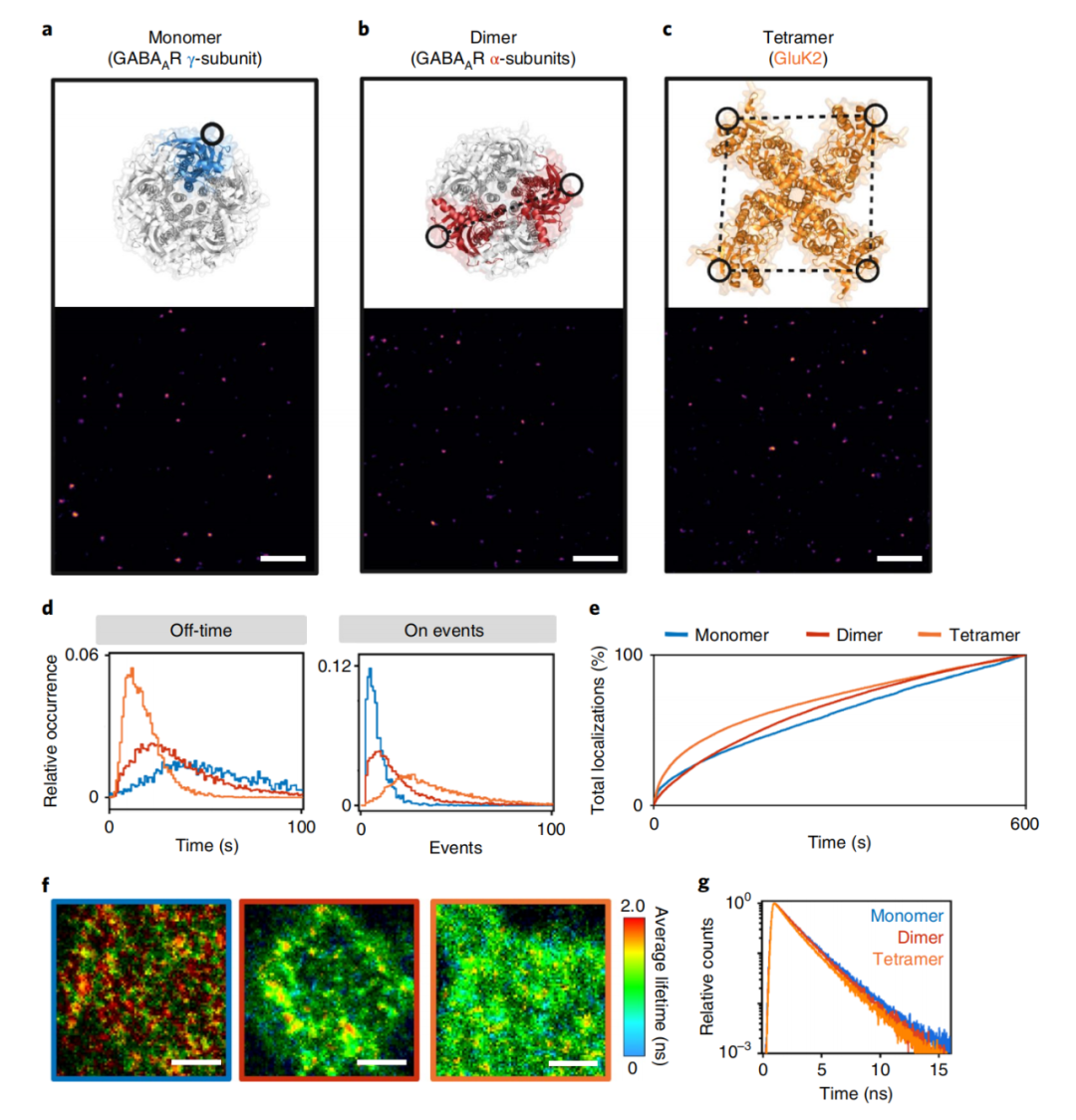 Nature Methods | 破解10nm以下光学成像难题，深入细胞亚结构 - 知乎