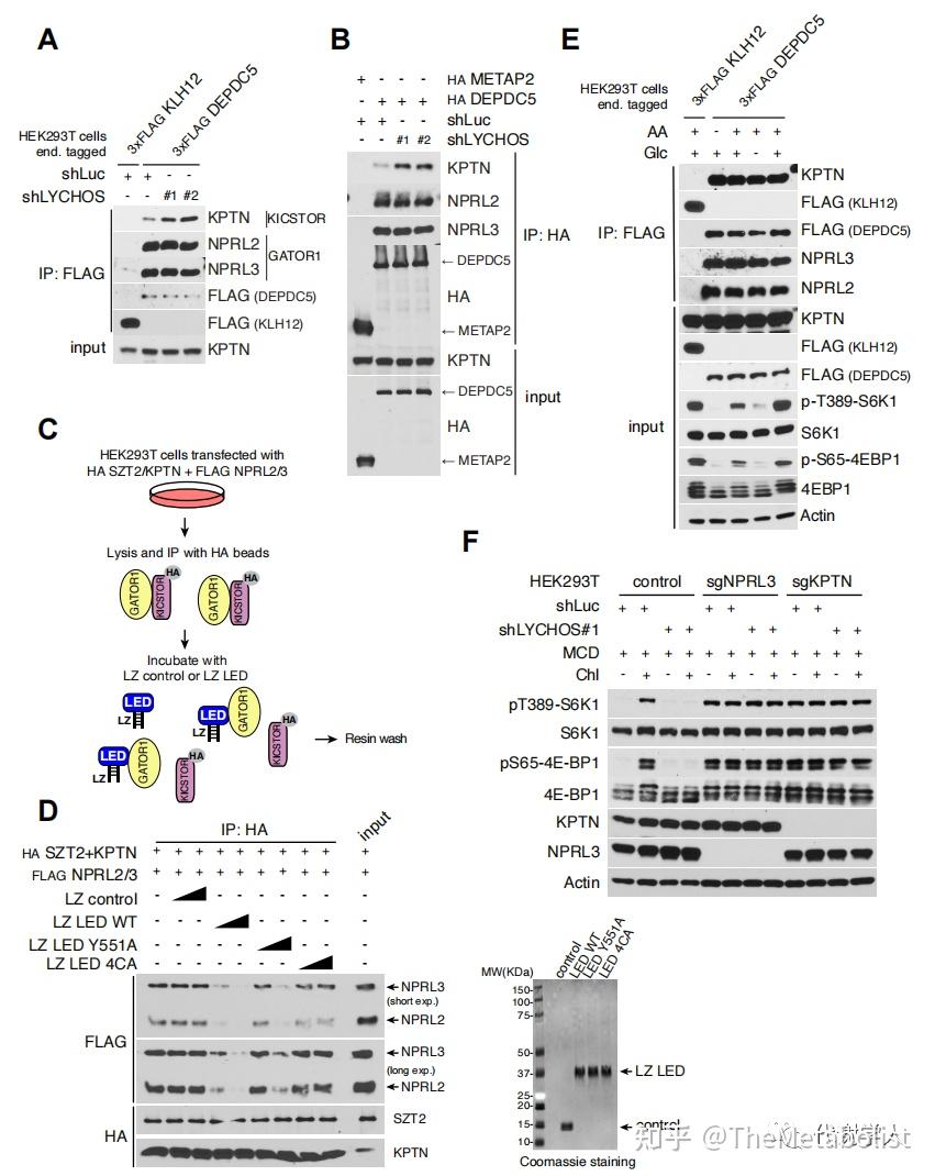 代谢学人--Science：LYCHOS--胆固醇的神秘感受器 - 知乎