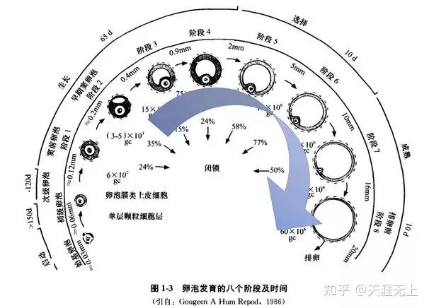 邑尚肆炉践宿瞳聘录,蕊仗弯宫到? 知乎
