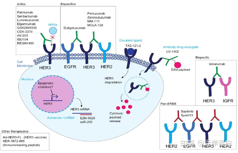 HER3沉淀三十年，终迎来高光时刻 - 知乎