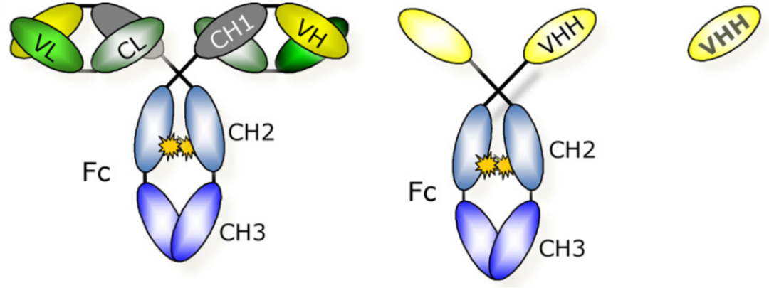 纳米抗体发展及应用前景 - 知乎