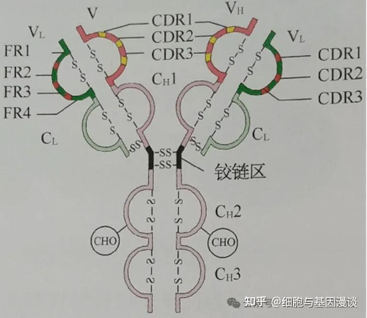 抗体与CAR-T细胞间的联系——认识抗体的CDR区、FR区以及应用于CAR-T细胞的scFv - 知乎
