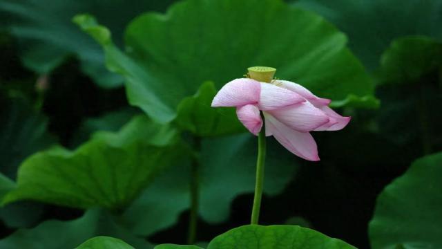 泰丰牧马湖，安静陪你写一生的佳话，续前世今生错过的潋滟 - 知乎