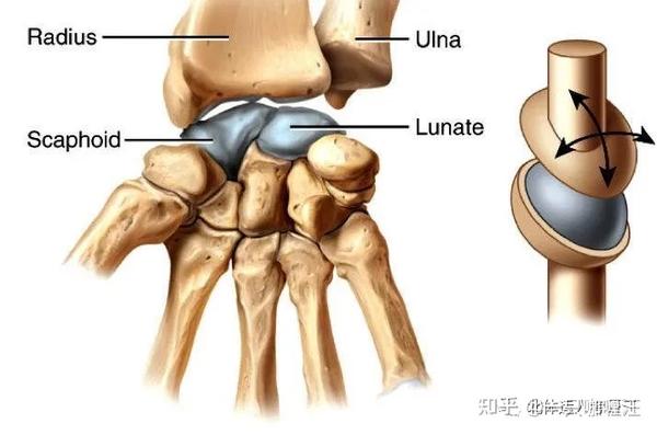 【北体运人考研·三个月带你学完解剖】Day9-关节的分类 - 知乎