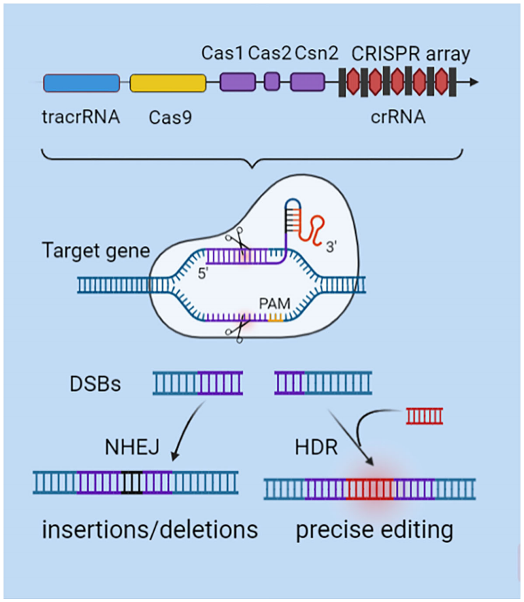 5分钟就能了解的基因敲除（Knock out）和基因敲入（Knock in） - 知乎