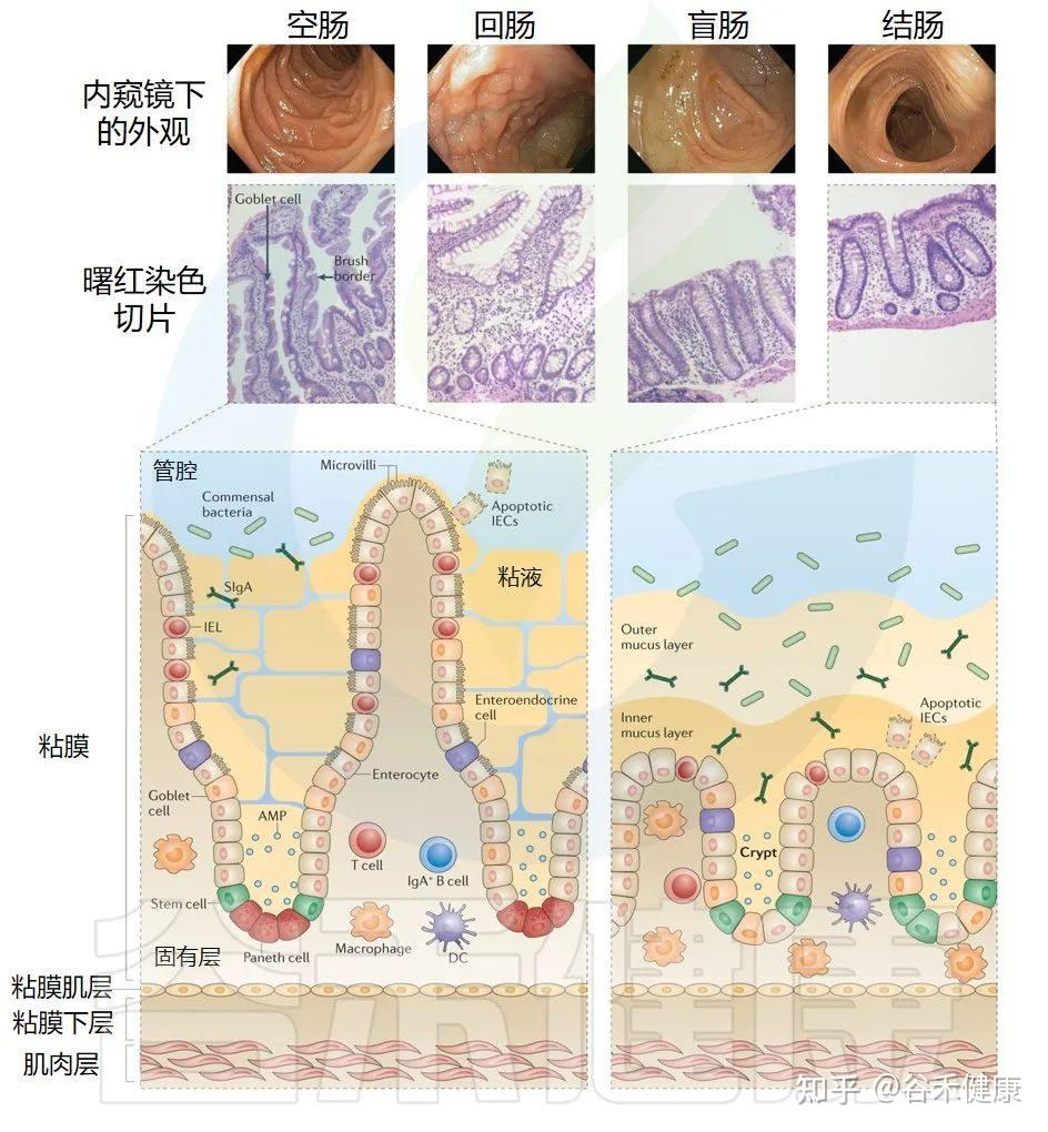 当肠道免疫系统与微生物共舞：了解肠道免疫系统和肠道菌群的影响 - 知乎