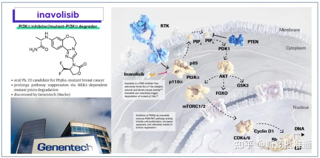 【FDA认定】乳腺癌新希望，基因泰克公司的PI3K抑制剂Inavolisib取得FDA突破性疗法认定 - 知乎