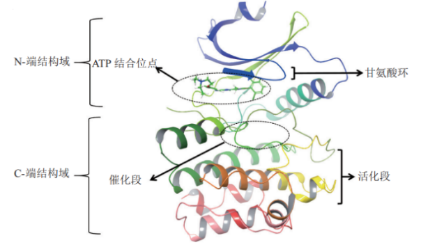 WEE1蛋白：细胞周期调控的关键角色及其在肿瘤治疗中的潜力 - 知乎