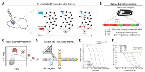 小布解读 | Virus & Barcode-解剖学和转录组学在神经结构解析中的结合 - 知乎