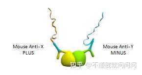 默克生命科学 | Duolink® PLA Probemaker指南 - 知乎