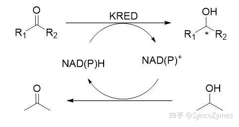 生物催化系列酶介绍之一 酮还原酶 知乎
