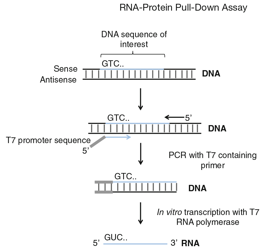 一文读懂｜RNA Pull-down实验流程（值得收藏） - 知乎