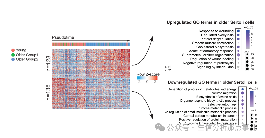 monocle2: 个性化热图+GO富集分析（1） - 知乎