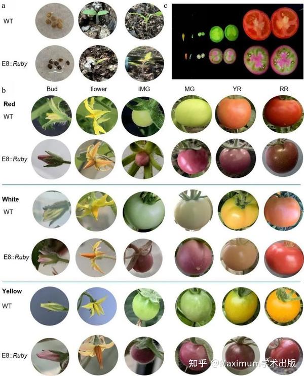 东北农业大学李景富团队取得Ruby报告基因在番茄中应用的新进展 - 知乎