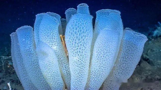 【动物界全系列】多孔动物门—六放海绵纲 - 知乎