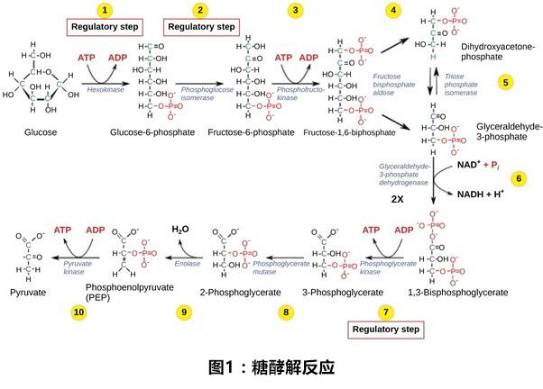 一份葡萄糖到底生成多少份ATP？简单考题背后的复杂科学 - 知乎