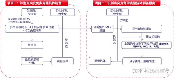 兔单b细胞 识别点突变抗体开发 知乎