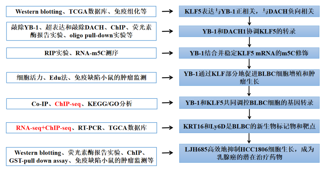 干货！如何验证转录因子与靶基因启动子互作？ - 知乎