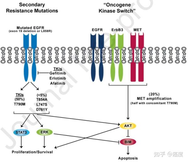 EGFR靶向药耐药有哪些机制？如何应对？ - 知乎