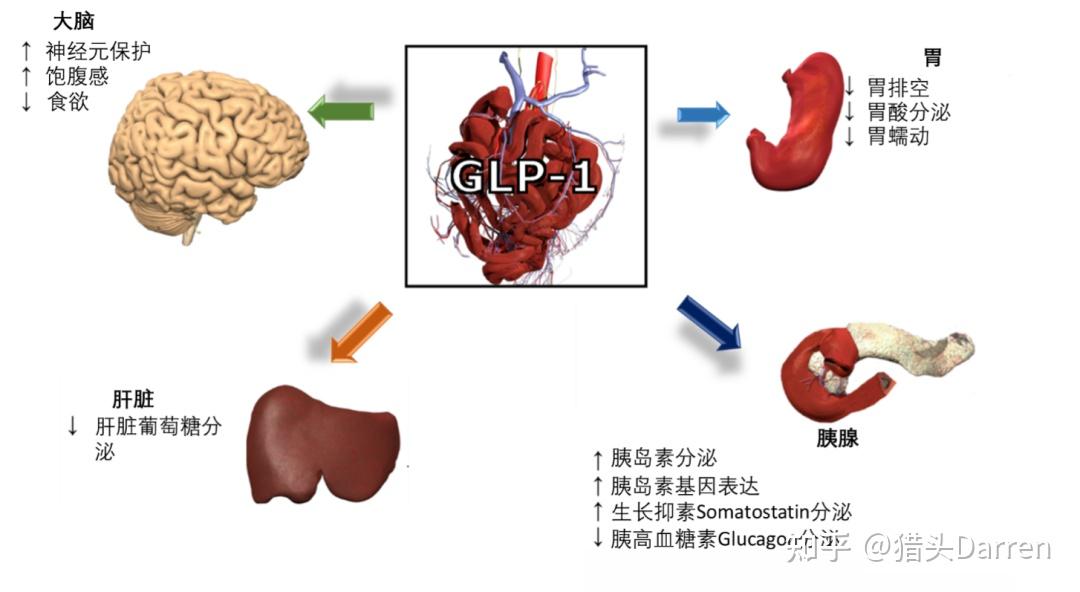 GLP-1减肥药综述 - 知乎