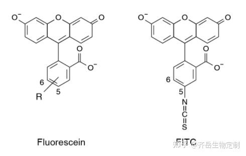 FITC异硫氰酸荧光素,CY3,CY5,CY7荧光标记藻酸 /海藻酸钙/几丁质寡糖/脱乙酰几丁质寡糖等定制 - 知乎
