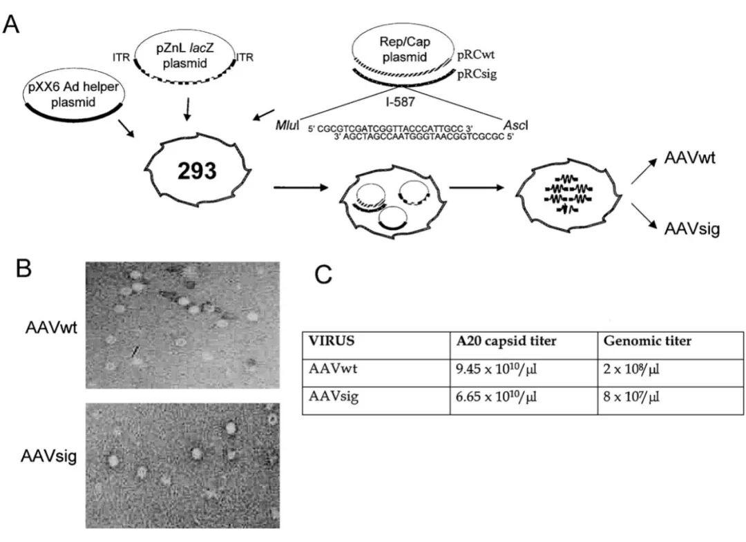 【科研实用宝典】AAV在血管内皮细胞中的应用 - 知乎