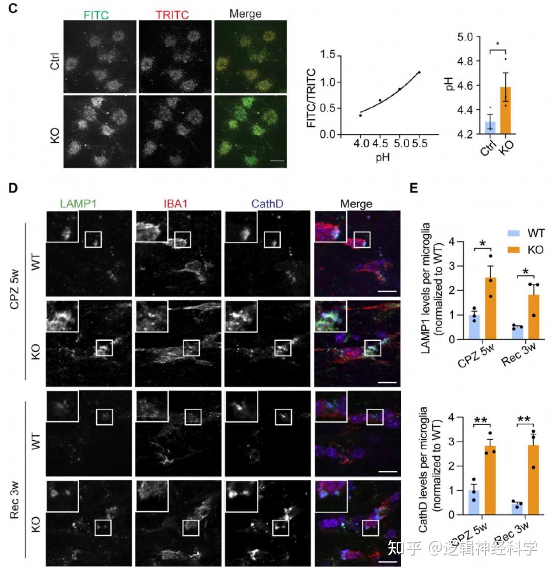 Sci Adv︱康奈尔大学胡风华团队揭示溶酶体蛋白TMEM106B调控小胶质细胞的增殖和存活 - 知乎