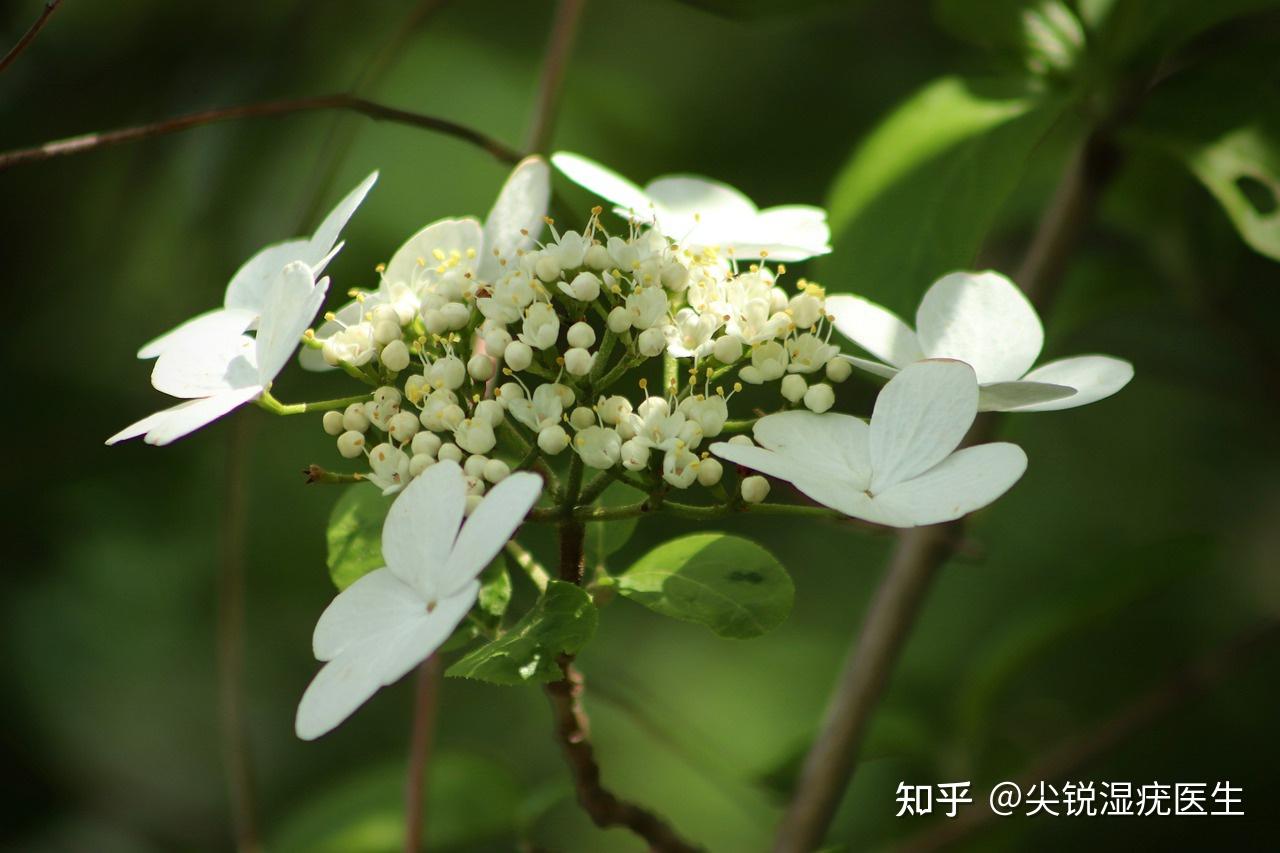 尖锐湿疣的早期症状要怎么治疗 知乎