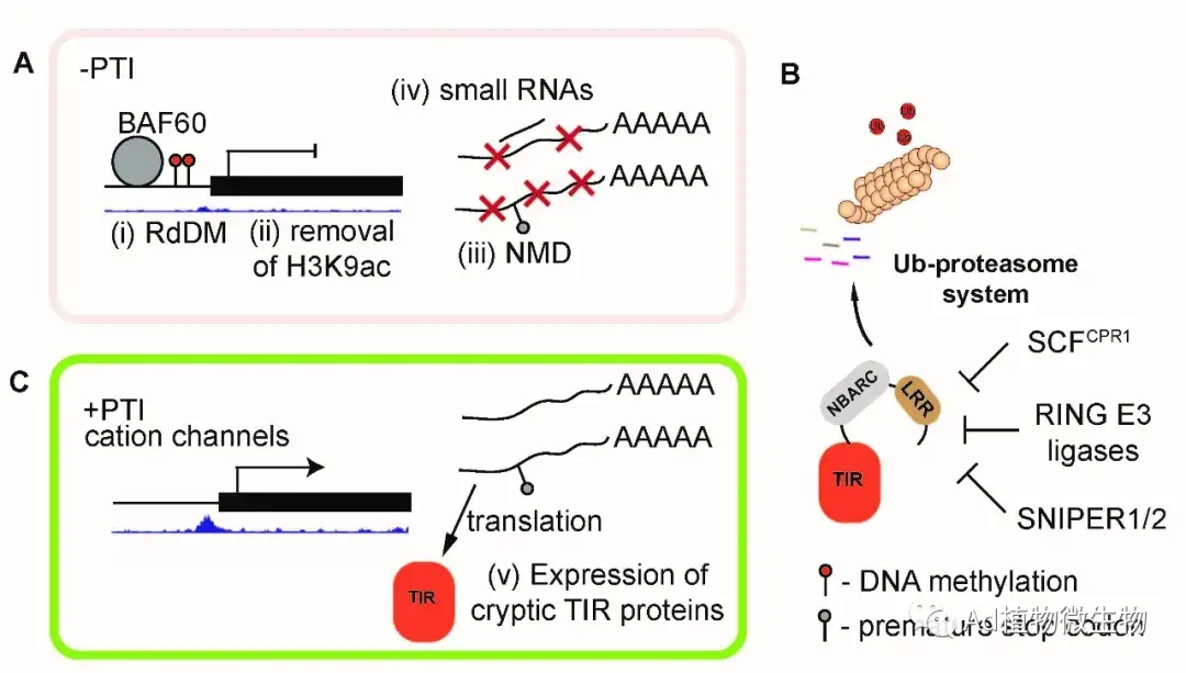 Plant Cell | 植物TIR免疫信号的分子创新！ - 知乎
