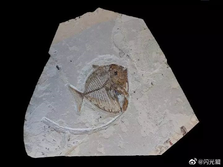 蒙特波卡：始新世的海洋之窗（1）（作者：达达） - 知乎