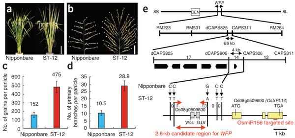 转录因子IPA1，次次都能发顶刊是怎么做到的？ - 知乎