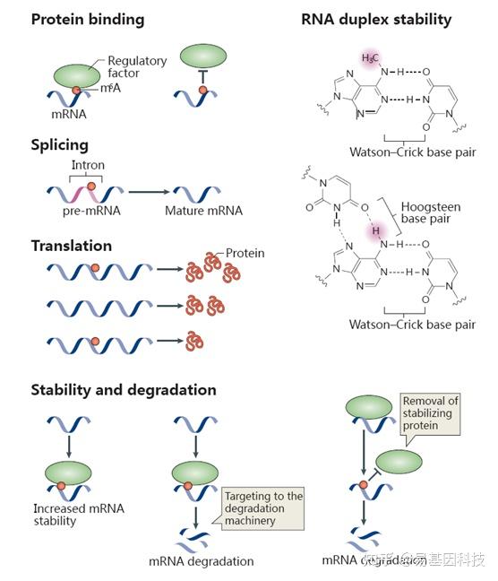 干货：m6A RNA甲基化MeRIP-seq测序分析实验全流程解析 - 深圳市易基因科技 - 博客园