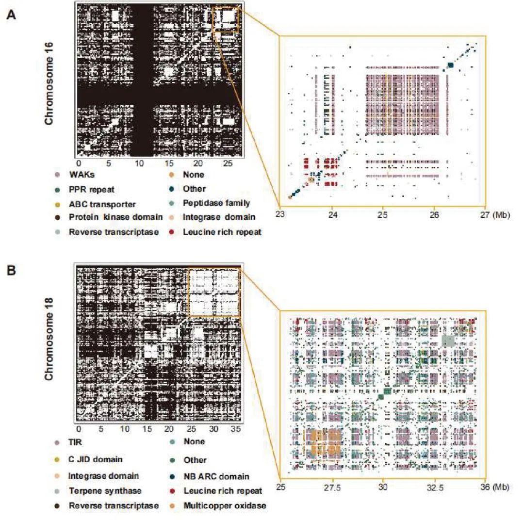 成功案例 | 葡萄T2T基因组为其遗传育种与进化研究提供了新见解 - 知乎