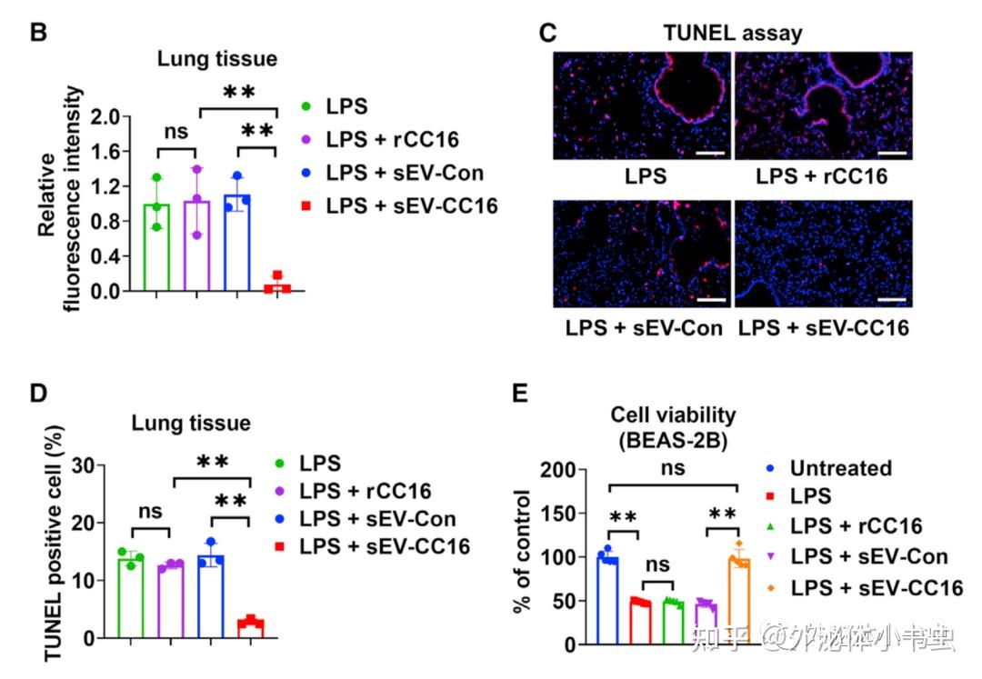 文献分享【Mol. Ther.】外泌体装载CC16蛋白治疗肺急性炎症反应 - 知乎