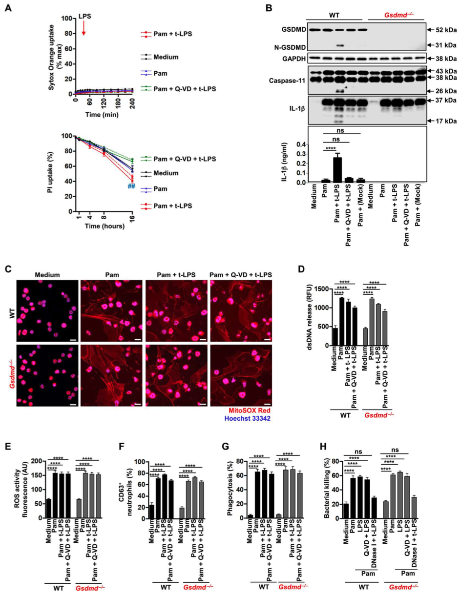 Science子刊丨NET 的形成与 gasdermin D 和细胞焦亡无关 - 知乎