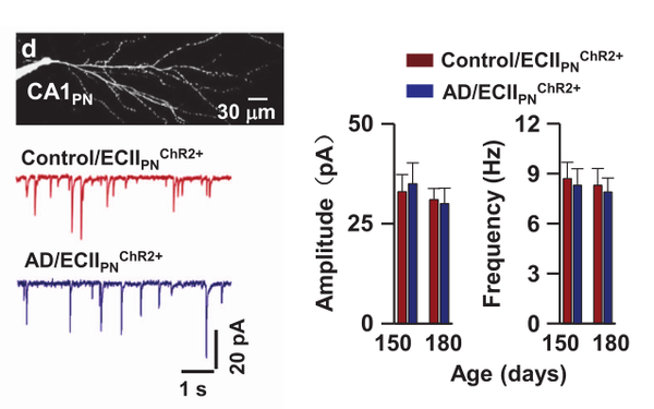 【文献解读】内嗅皮层到CA1的突触功能损伤导致AD小鼠认知障碍新机制 - 知乎