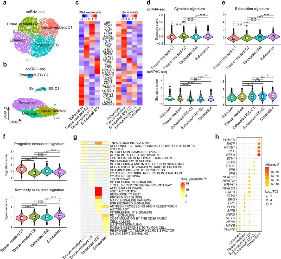 学术前沿 | 单细胞多组学分析揭示肾透明细胞癌关键转录因子调控机制 - 知乎