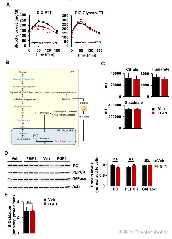 Cell Metabolism：FGF1破解胰岛素的“百年孤独” - 知乎