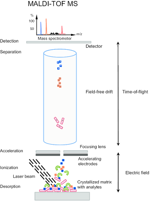 基质辅助激光解吸电离飞行时间质谱MALDI-TOF质谱仪 - 知乎