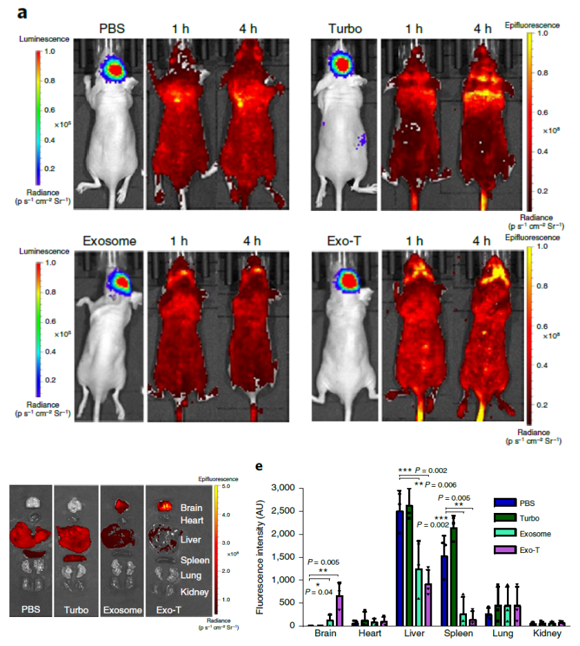 IVIS活体成像应用聚焦——外泌体研究_化工仪器网