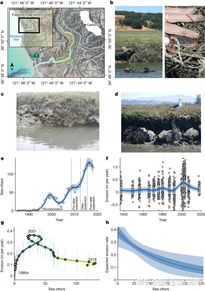 随着海獭重新定居加利福尼亚河口，它们恢复了其退化的地质 - 知乎