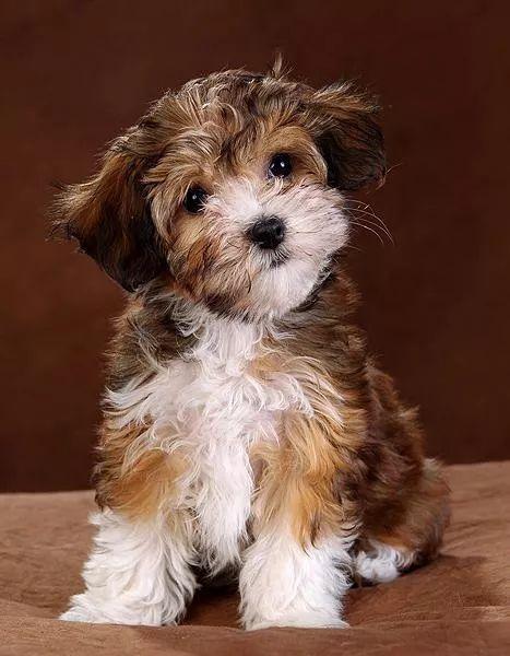 每日一犬 · 哈瓦那犬 - 知乎