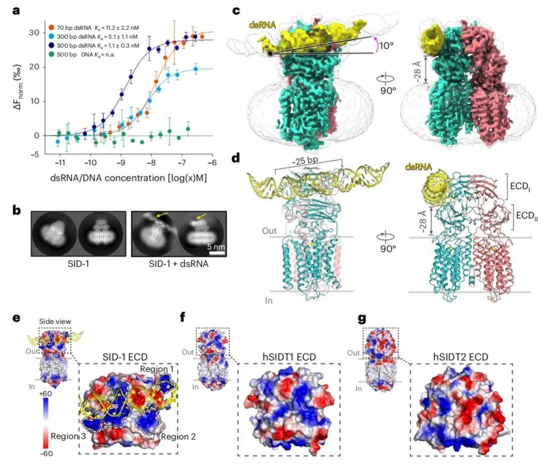 每日科研进展 l 2024.04.29 l SID-1对双链RNA识别和转运的结构研究 - 知乎
