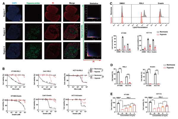 Cell Reports丨HIF-1α 通过促进乳酸产生和激活 SLC1A1 来驱动实体瘤对铁死亡的抵抗 - 知乎