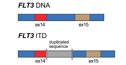 【真固精品】基因检测助力髓系肿瘤精准治疗！ - 知乎