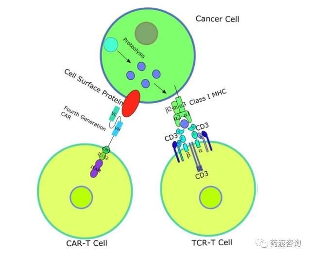 TCR-T竞争格局——研发热度持续高涨 - 知乎