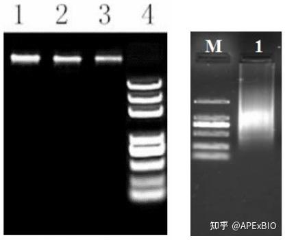 干货分享 | 一文带您全面了解FFPE样本 - 知乎