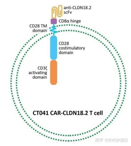 重磅! CAR-T疗法进军实体瘤! 国产药物CT041取得突破性进展, 「无药可用」的胃癌患者疾病控制率达75%！ - 知乎
